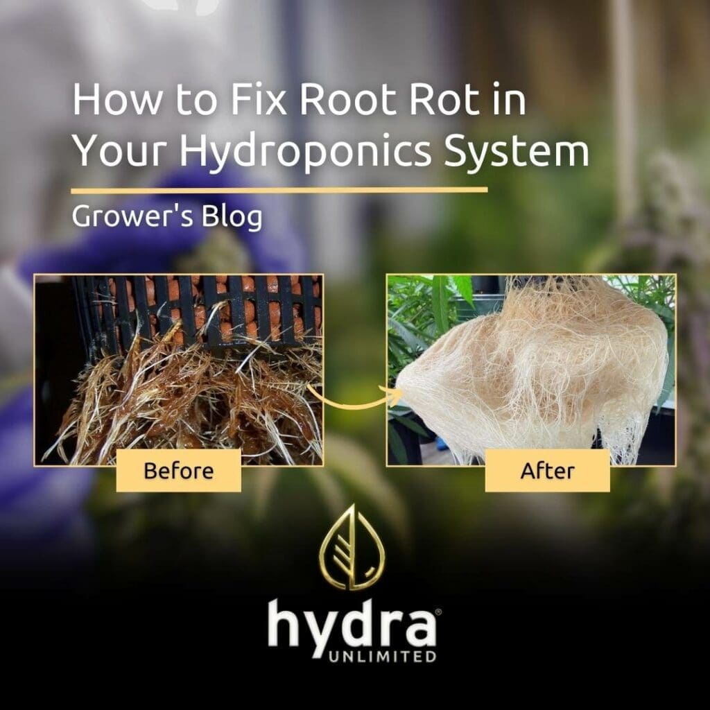 Hydroponics Blog - Commercial & Home Cannabis Growing